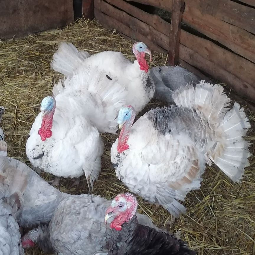 Индюки и гуси
