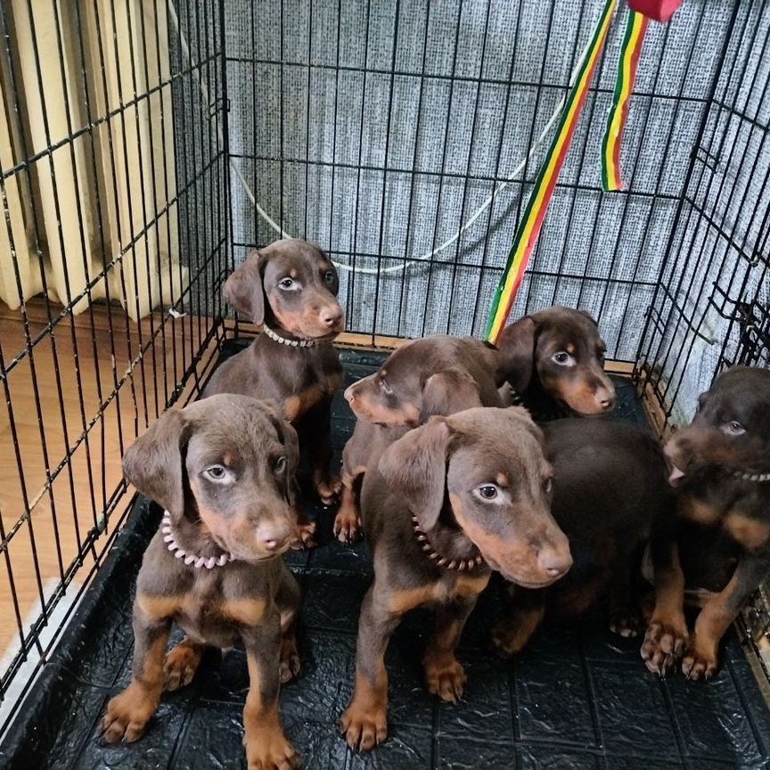 Щенки добермана