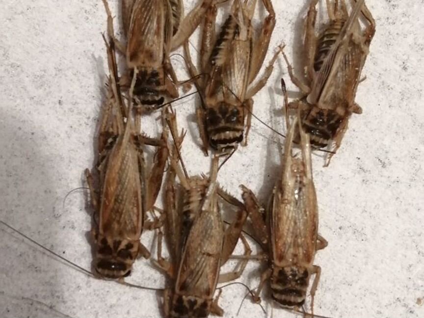 Кормовые насекомые