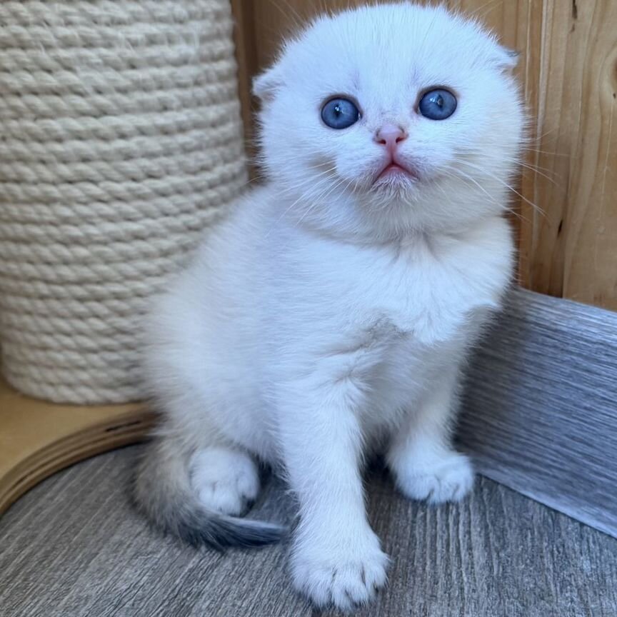 Манчкин котёнок