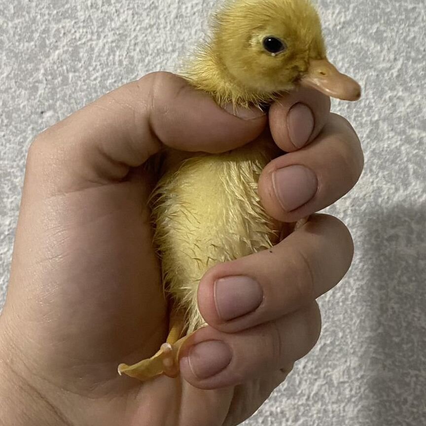 Суточный утенок