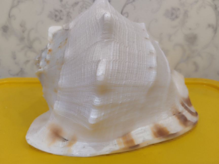 Большая морская раковина