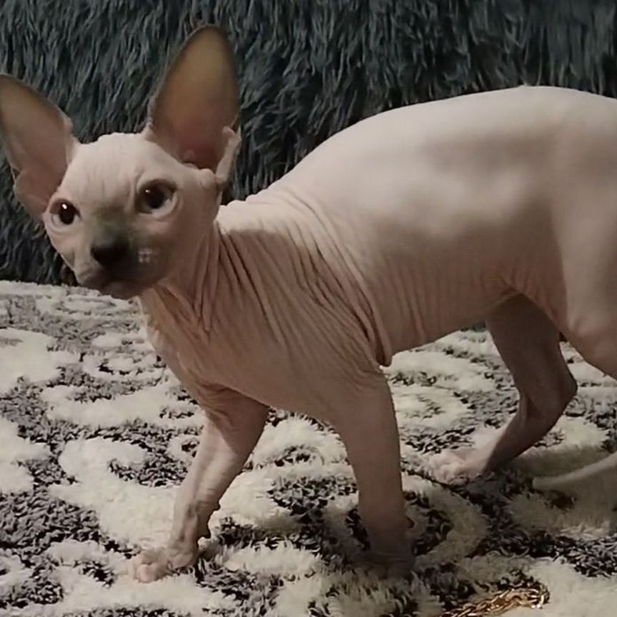 Канадский сфинкс котёнок