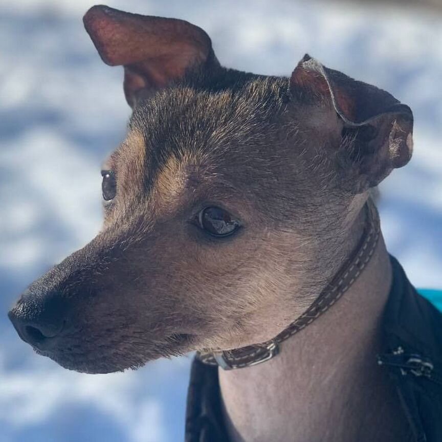 Ксолоитцкуинтли + китайская хохлатая вязка