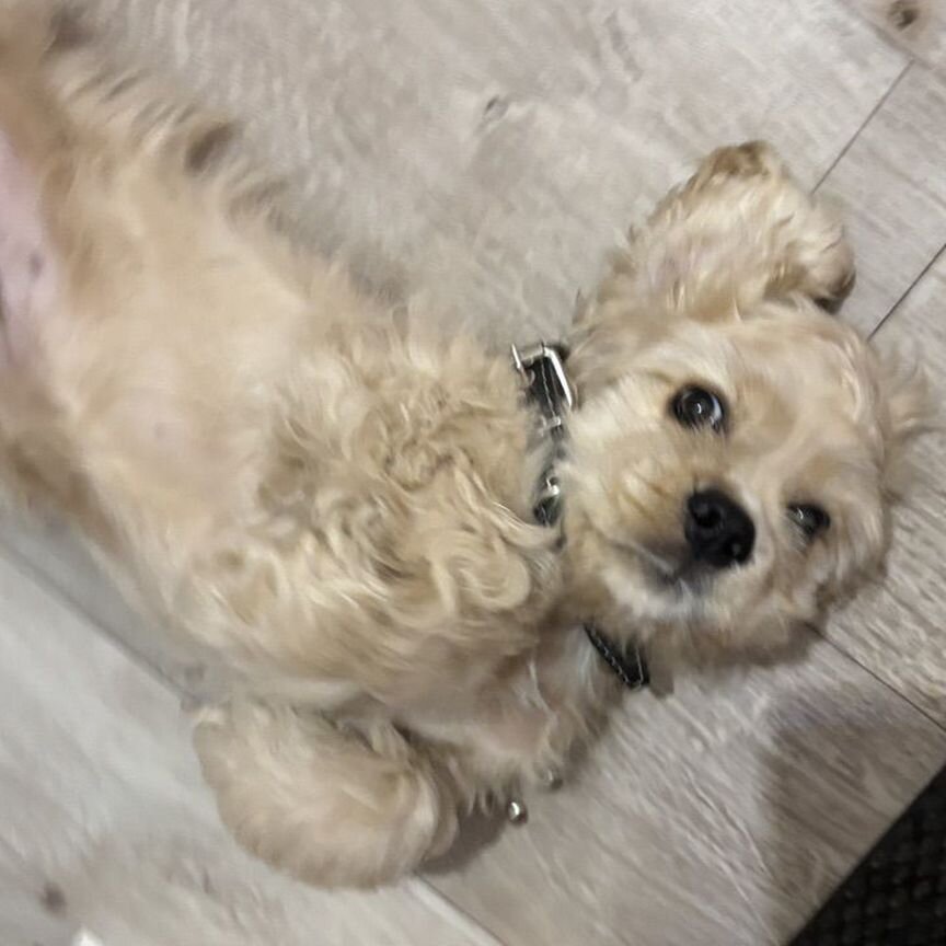 Американский кокер-спаниель, щенок