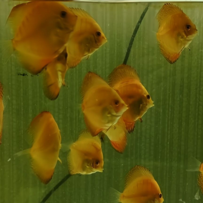 Дискусы от разводчика