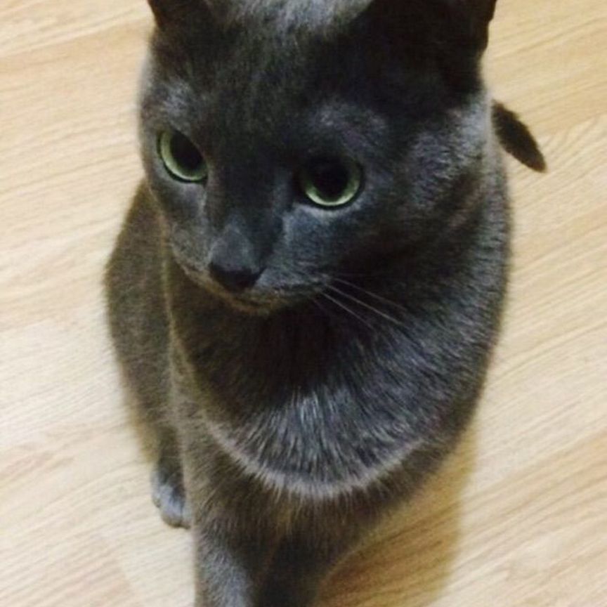 Кошку отдам в хороший руки