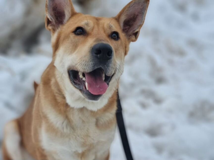 Веселый добрый пес ищет дом