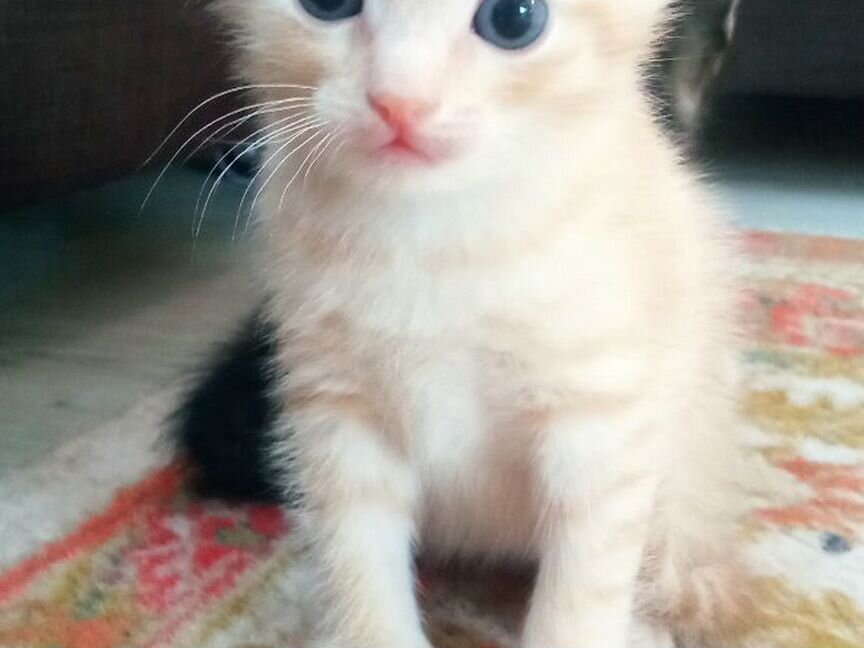 Рыжий котик в добрые руки