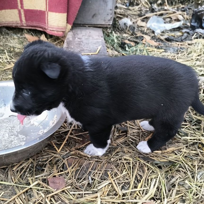 Щенок в добрые руки