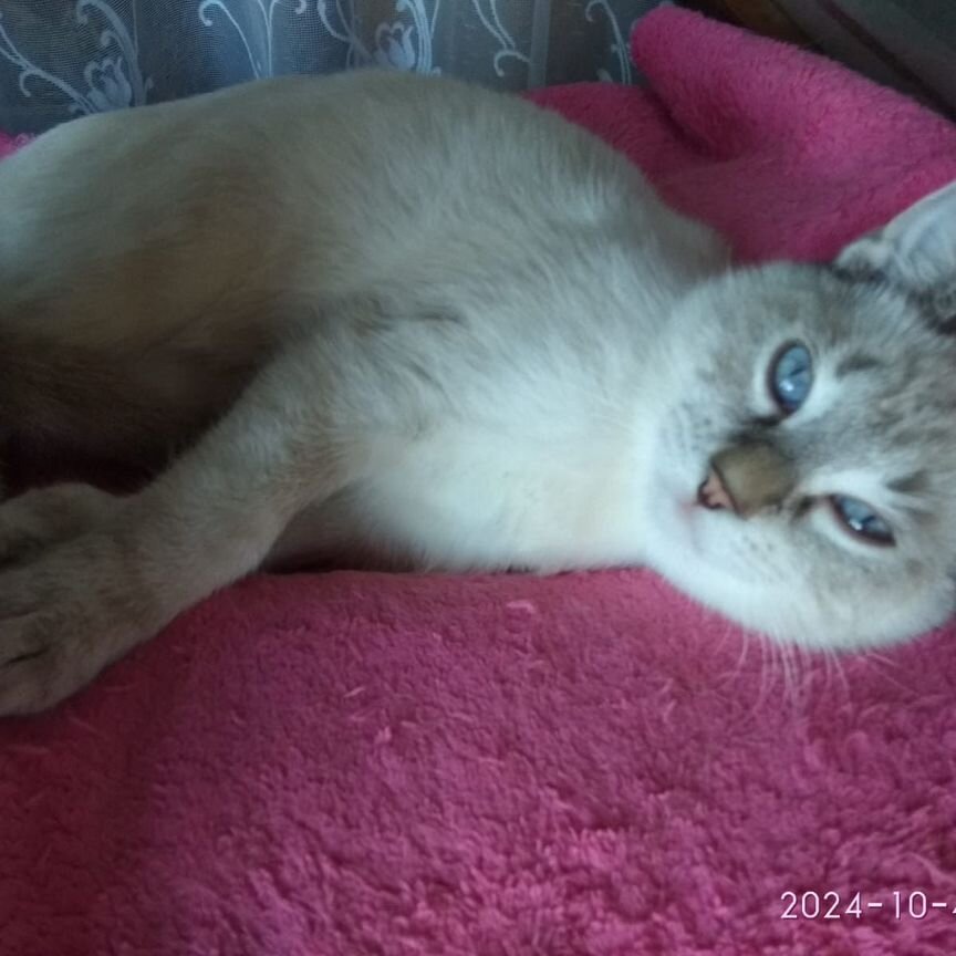 Котята мальчик и девочка сиамцы