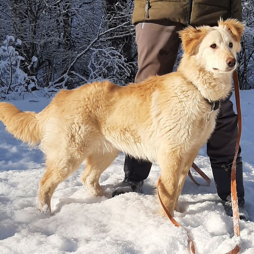 Золотой мальчик