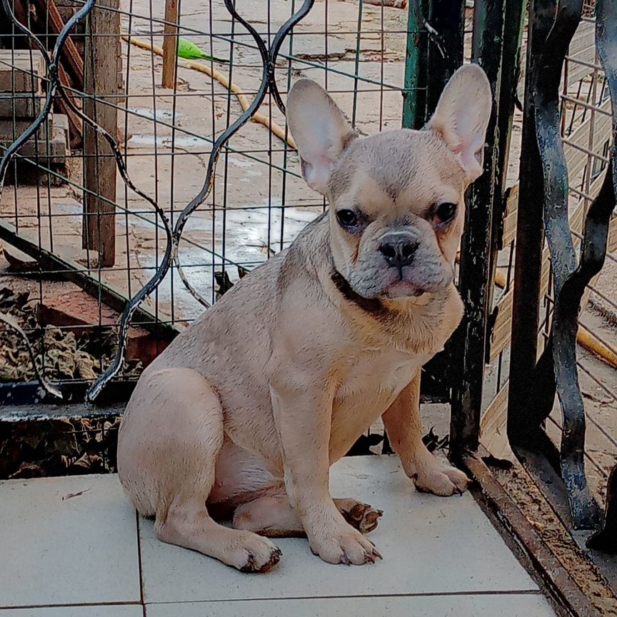 Девочка Ляля 4 мес