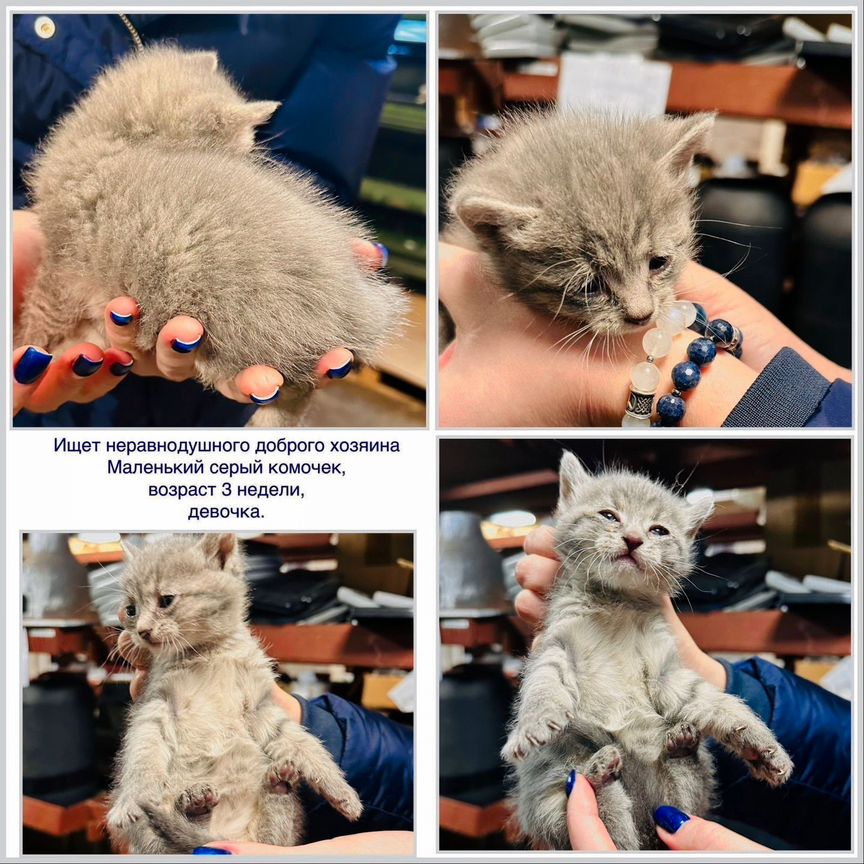 Домашние животные кошки беплатно