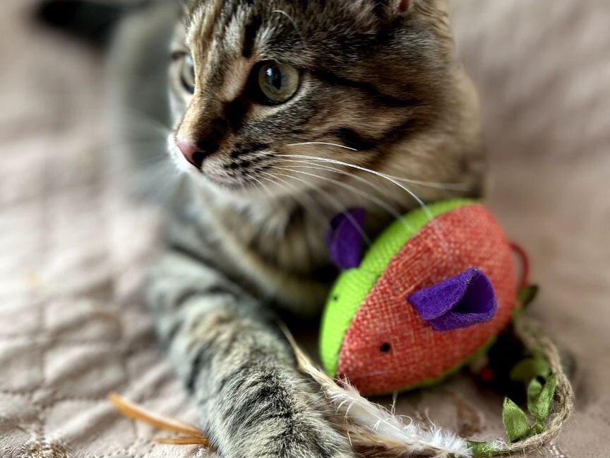 Бэмби 6,5мес. кошка в добрые руки