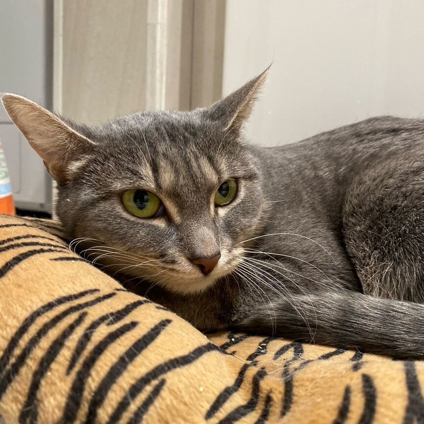 Взрослая, кошка в добрые руки