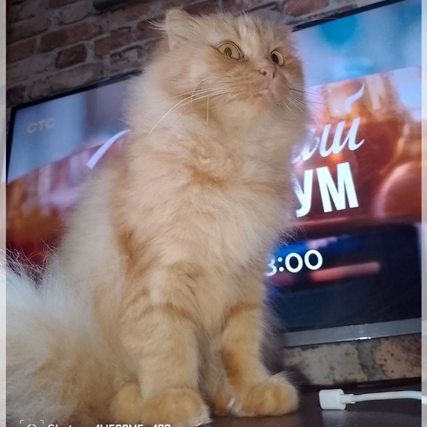 Британская длинношёрстная кошка, взрослая