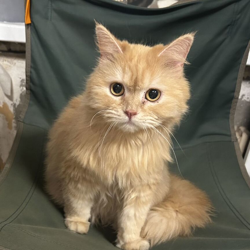 Взрослая кошка в добрые руки