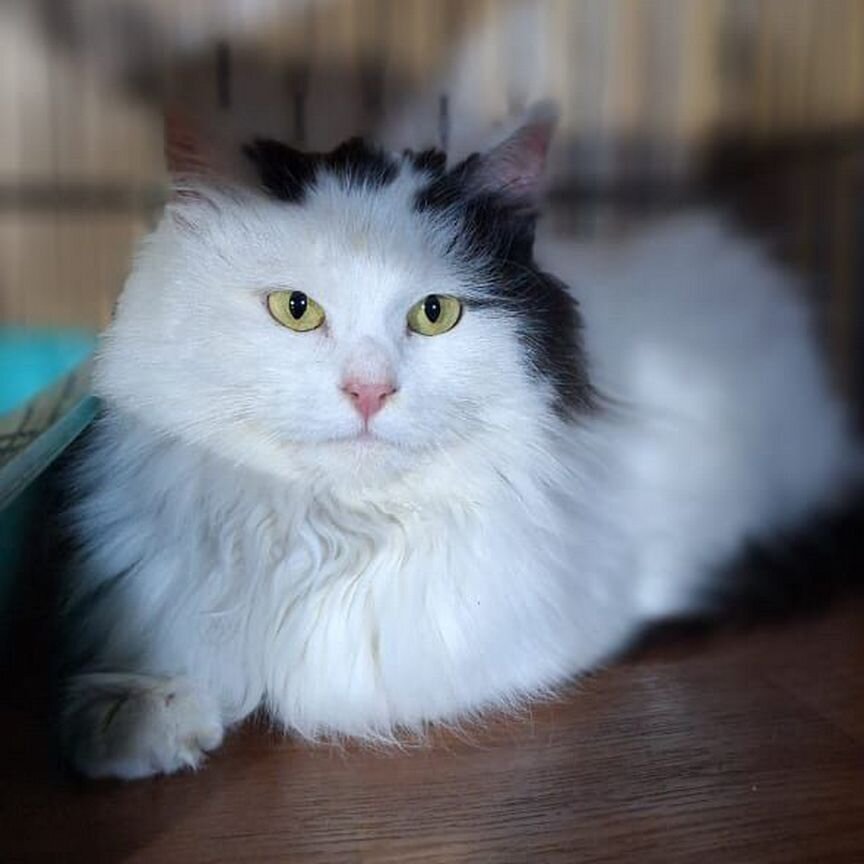 Сибирские котята