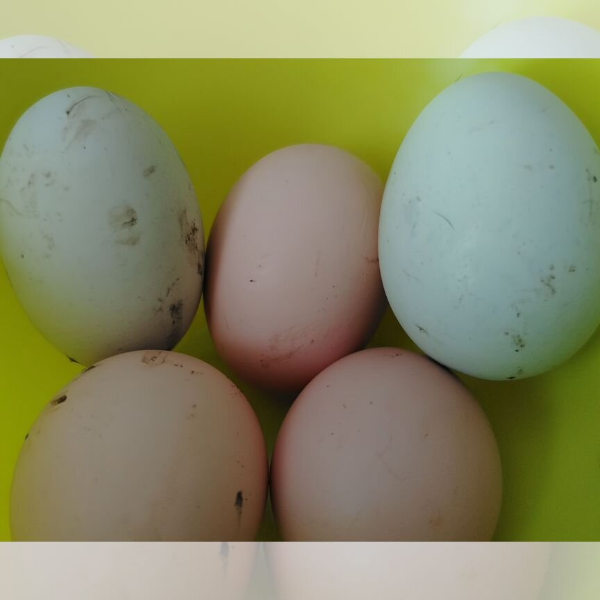 Яйца инкубационные