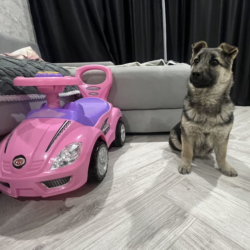 Щенок в добрые руки