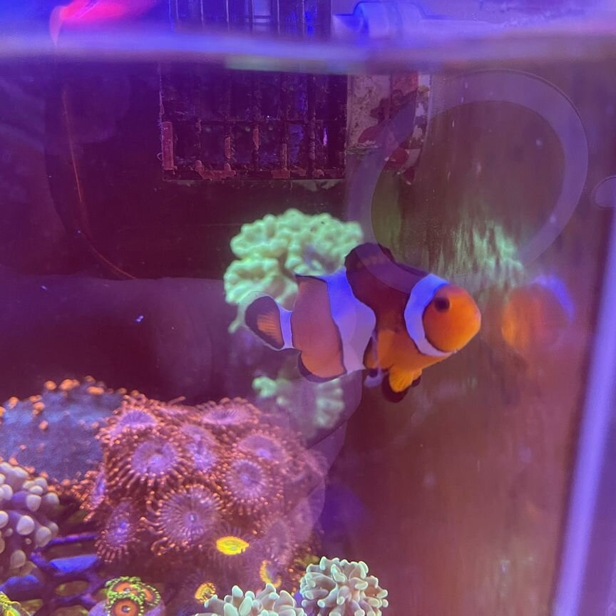 Рыба клоун оцилярис продам