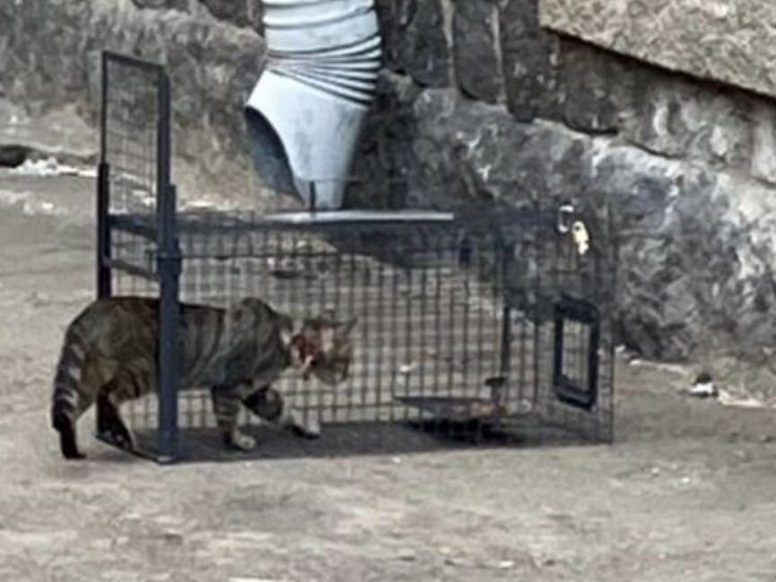 Ловушка для кошек