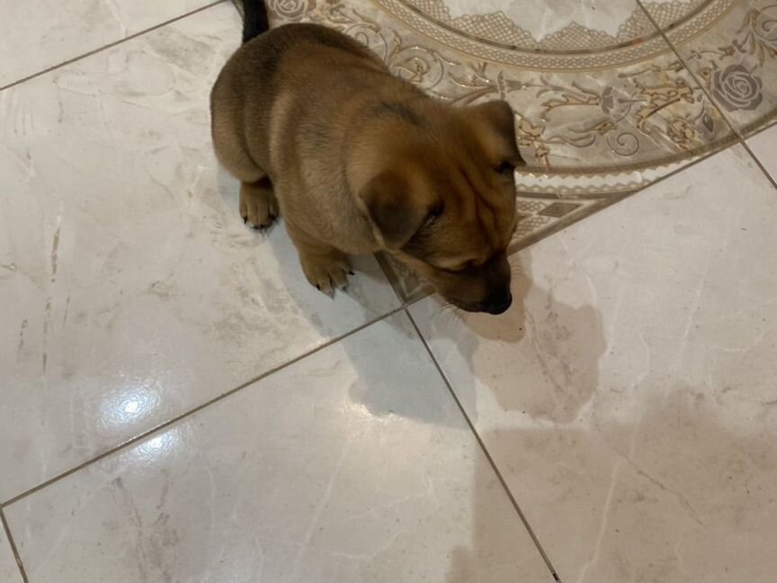 Собачка Породы Шарпей