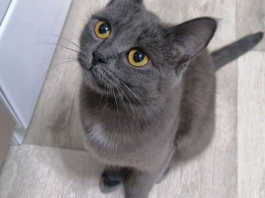 Кошечка ищет дом