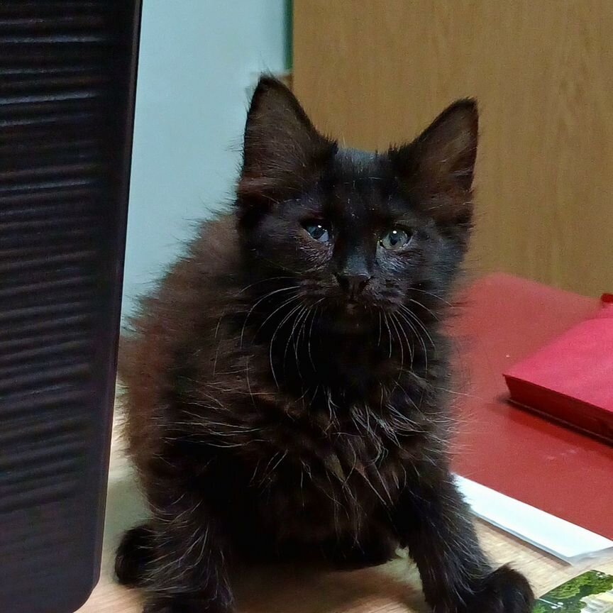 Чудесная девочка, чёрного окраса, котенок