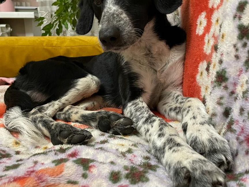 Классный пес