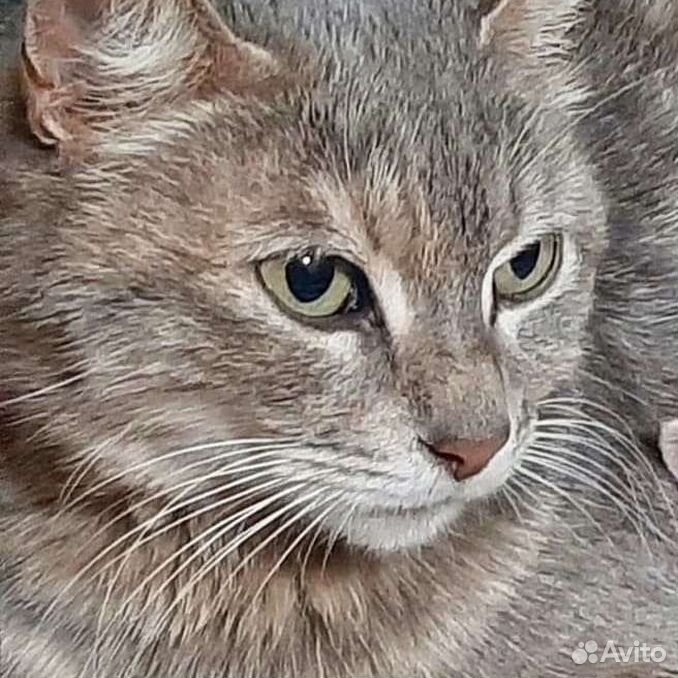 Кошка Мусенька