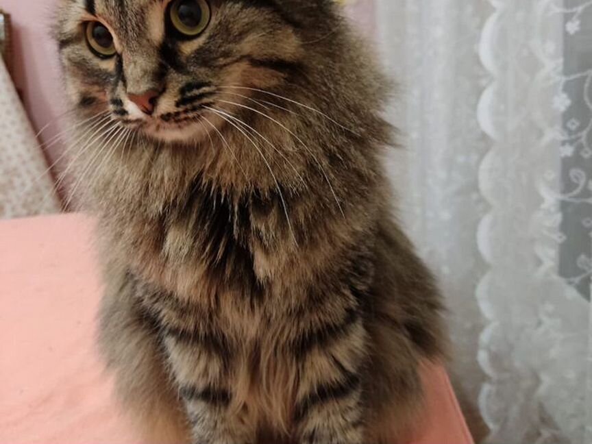 Кошка сибирячка