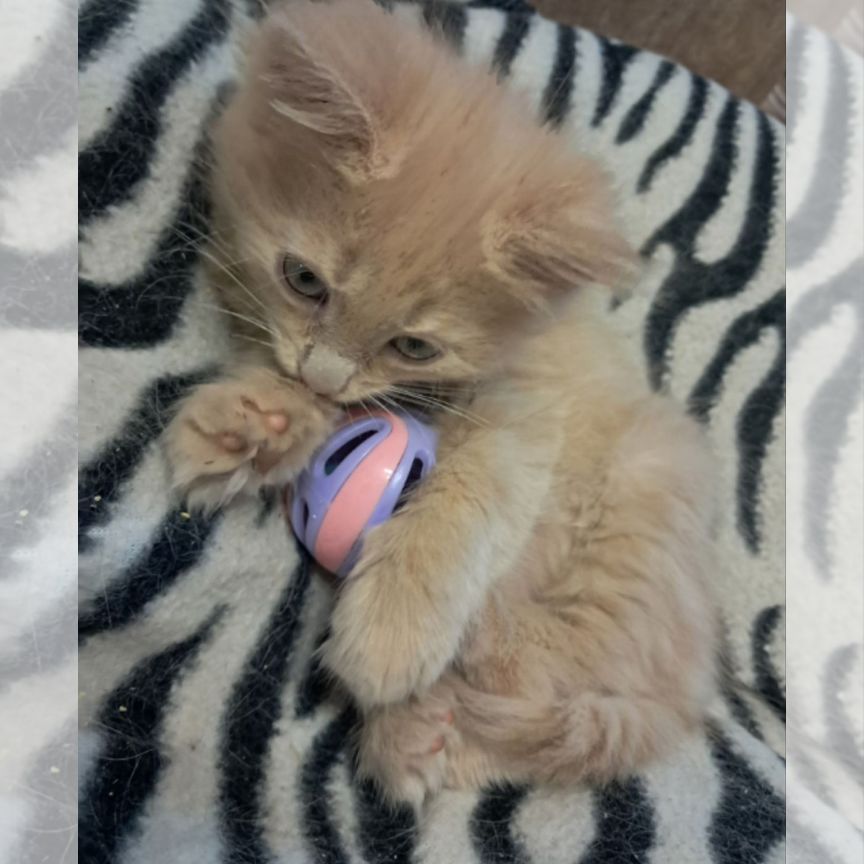 Котёнок в добрые руки