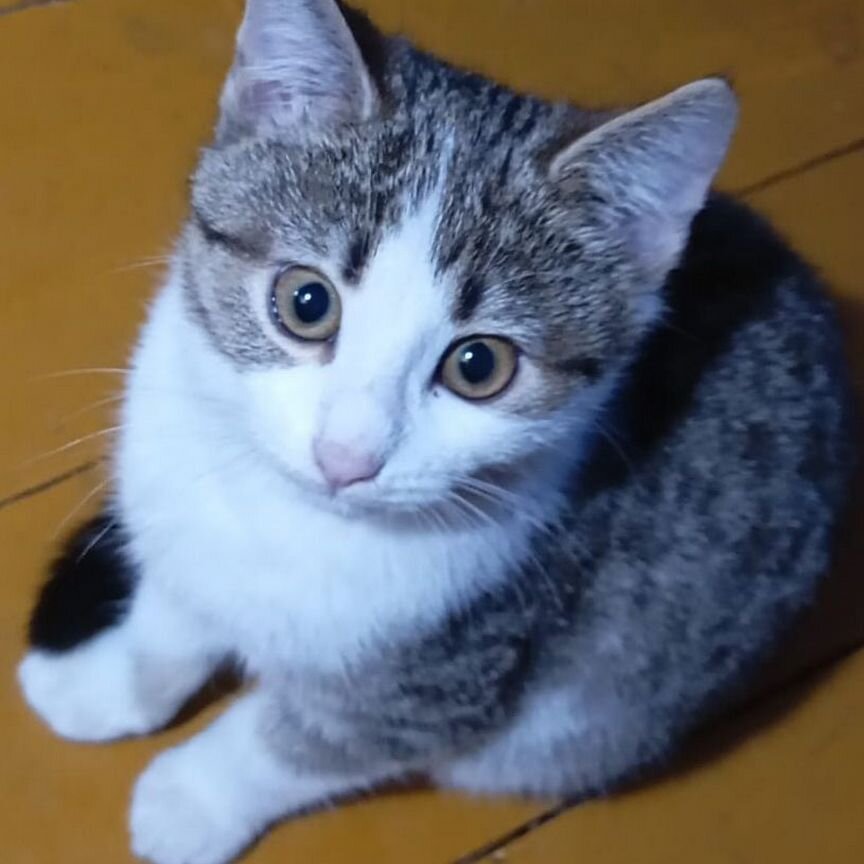 Котёнок в добрые руки