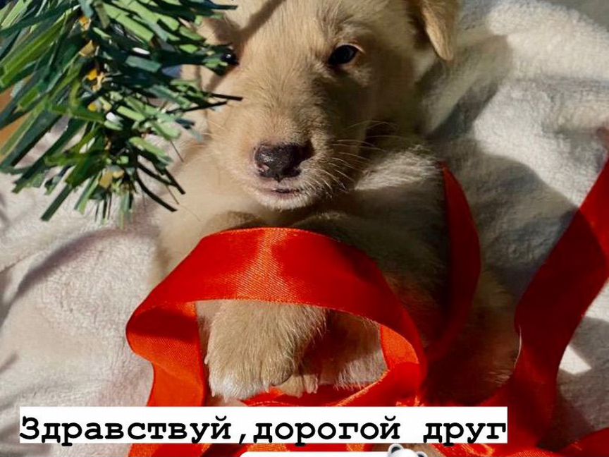 Щенки В добрые ручки