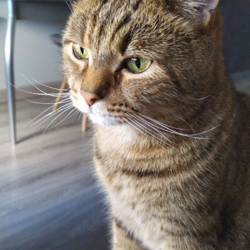 Отдам кота Кузю в добрые руки