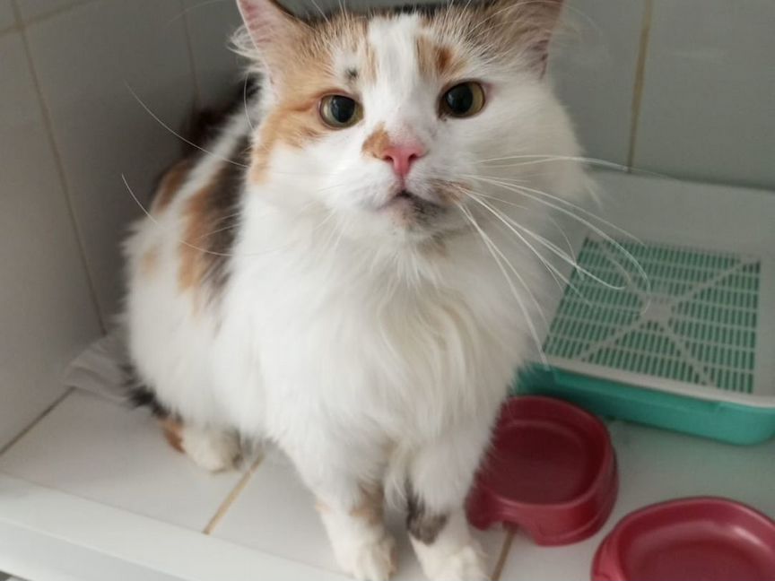 Муся, у которой было всё