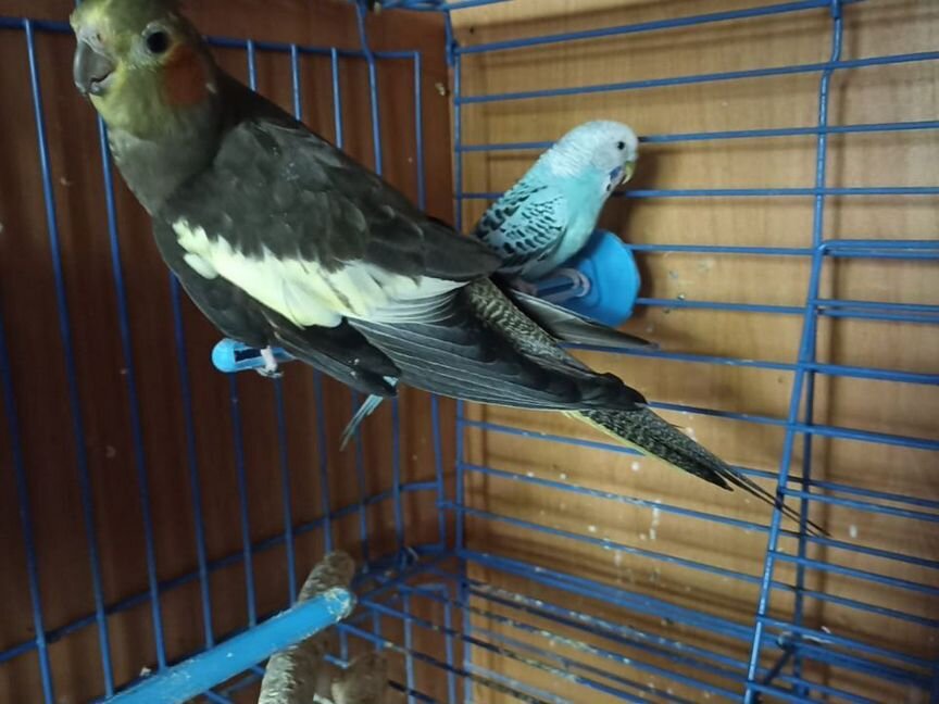 Попугаи (Корелла, Волнистый попугай)