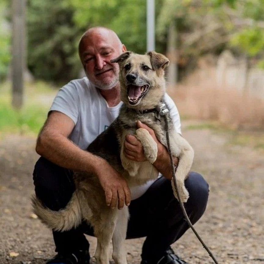 Собака Пальма (стерилизованная, средняя)