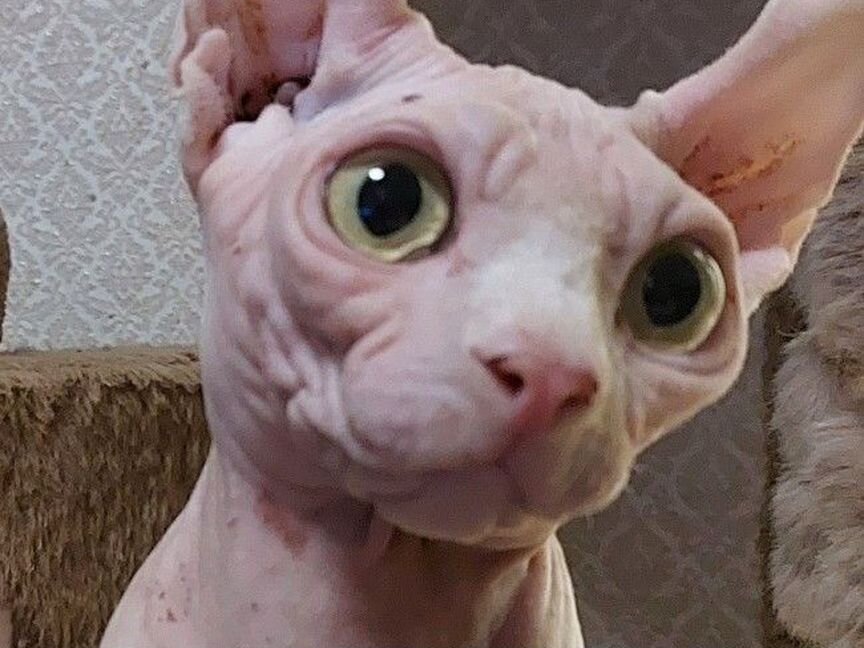 Эльф котенок