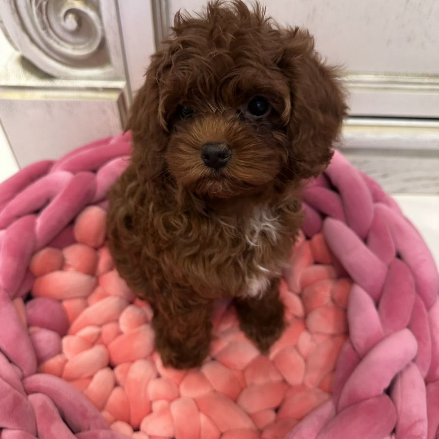 Той-пудель, щенок