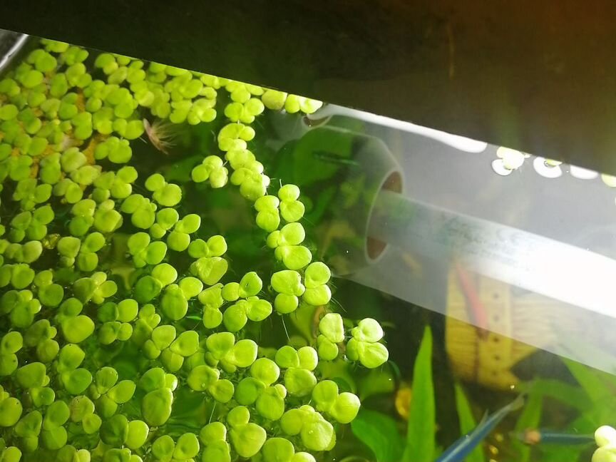 Аквариумное растение