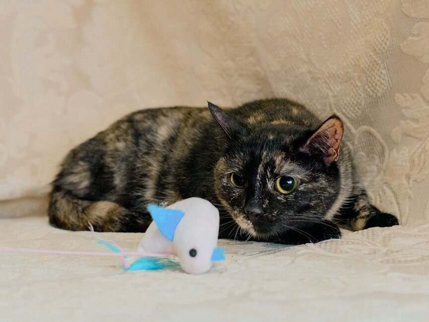 Кошечка Варенька