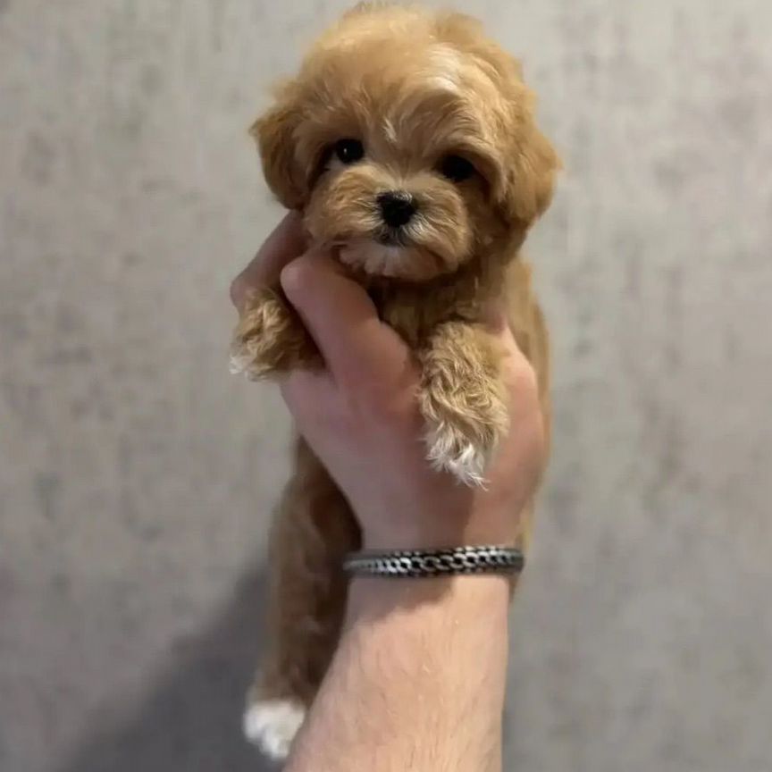 Мальтипу, щенок