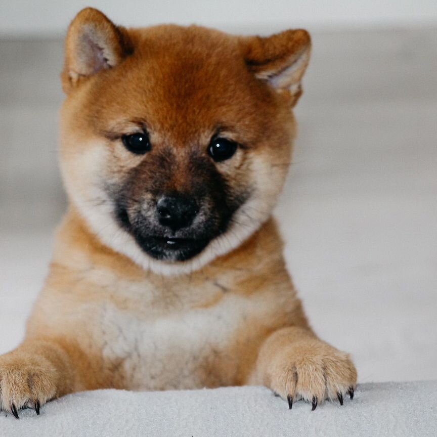 Сиба мальчики и девочки шиба