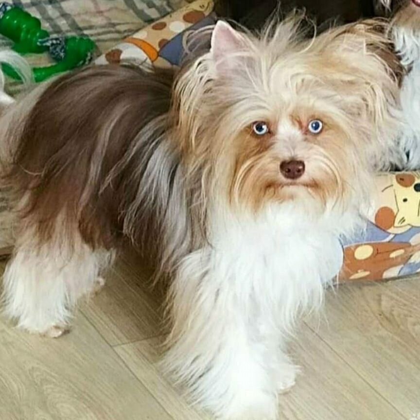 Шокоберри с ярко-голубыми глазами.Мальчик