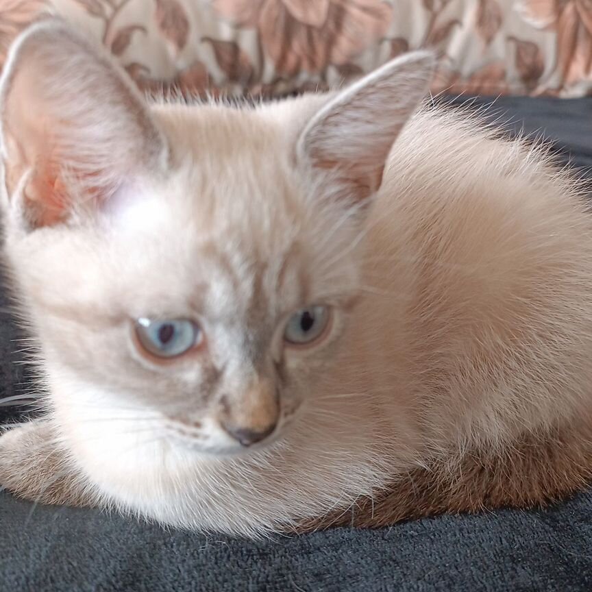Отдам в хорошие руки котенка