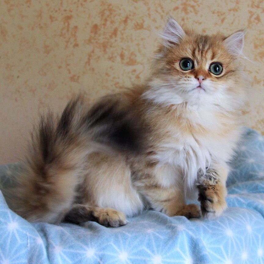 Длинношёрстный котик золотая шиншилла