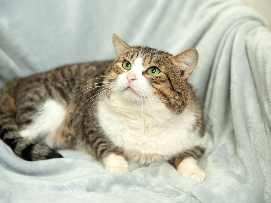 Котик Даня